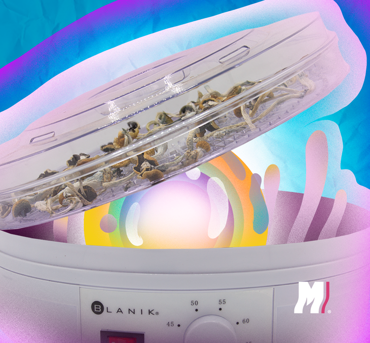 ¿Cómo secar hongos alucinógenos? Aprende sobre secado aquí – Mantún®